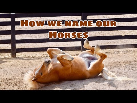 What's in a Name? How we name our horses!