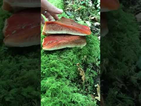 Beefsteak Mushroom #forager #mushroom #vegan