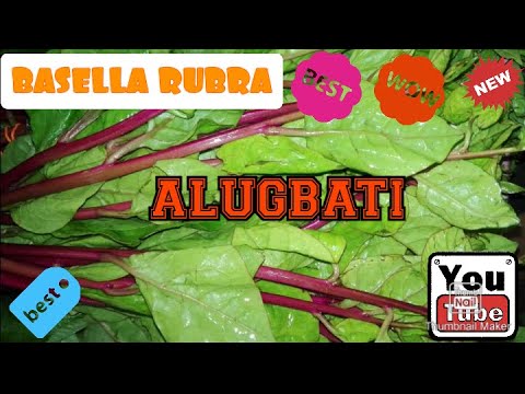 Scientific name : BASELLA RUBRA/ ALUGBATI Gulay for dinner