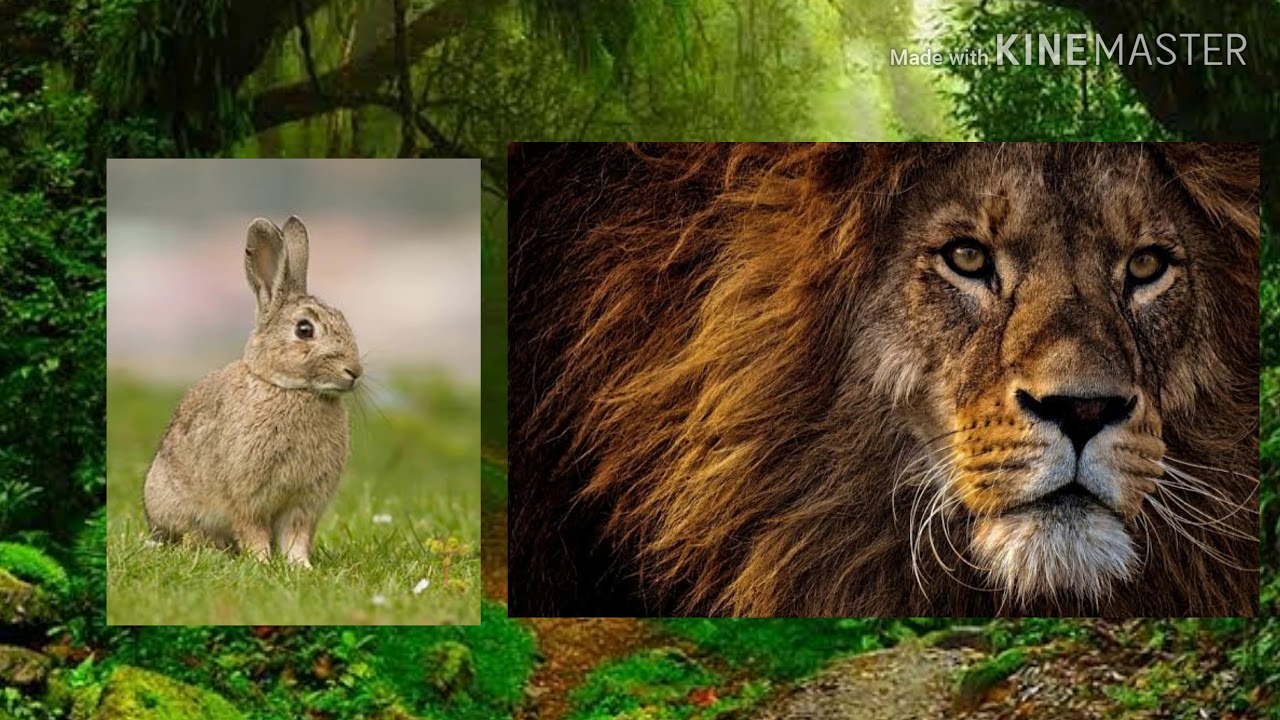 El Conejo y el León (Listening and Reading Practice) – About Argentina