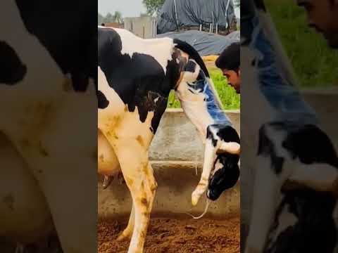Hf cow giving birth Baby calf being born... #hf #hfcow #shortvideo #shorts