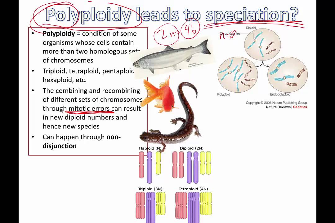 Polyploidy leads to speciation (IB Biology)