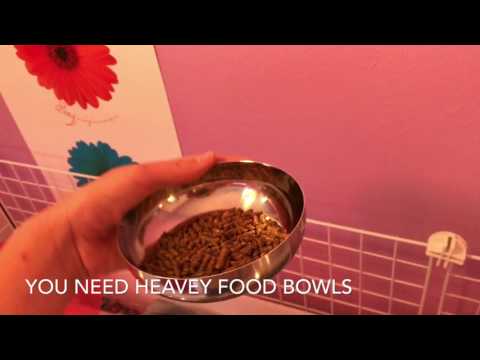 How to set up a hedgehog cage