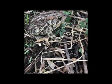 1st grade The American Toad