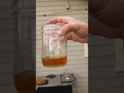 Homemade Schmaltz (rendered chicken fat)