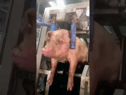 The fate of pigs