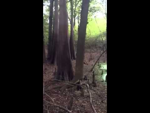 Sabal Trail Pipeline route