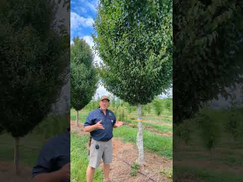 Collynair® American Hornbeam