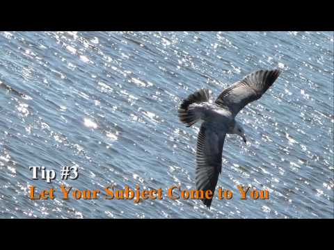 Nature Photography: Tips for Better Nature Photos