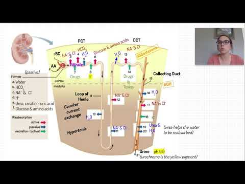 Urinary System: Urine pH