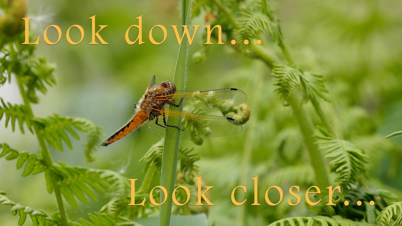 Look Down... Look Closer...