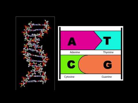 DNA STRUCTURE WITH LABELLING (IMAGES)