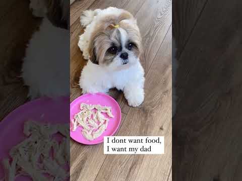 Dad I love you the most❤️#dog #cutedog #shihtzu #foryou #dad #love