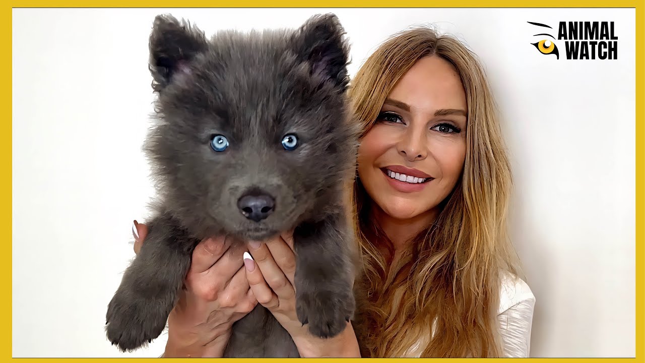 I GOT ANOTHER BLUE WOLFDOG / Ep 1