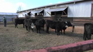 Working At Cattlemens: Company Overview and Culture - Zippia