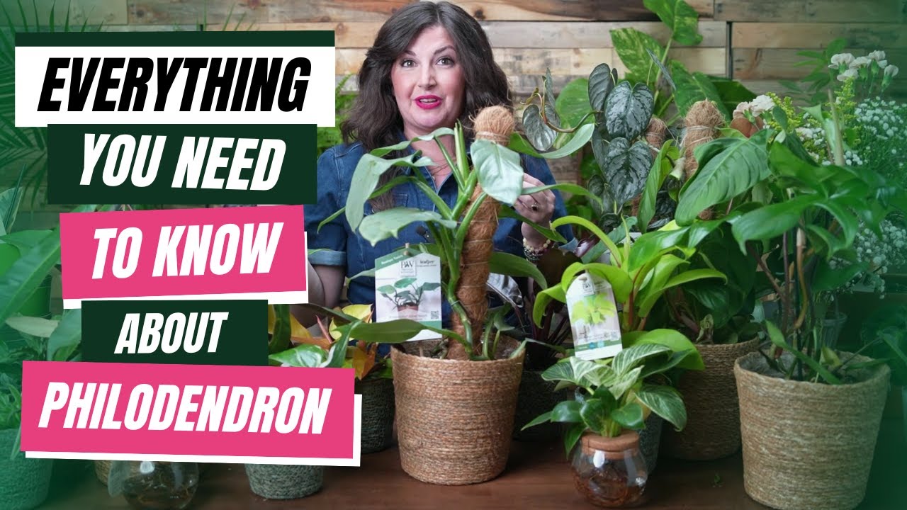 The Ultimate Philodendron Care Guide // Philodendron Care Basics // How to Care for Philodendron