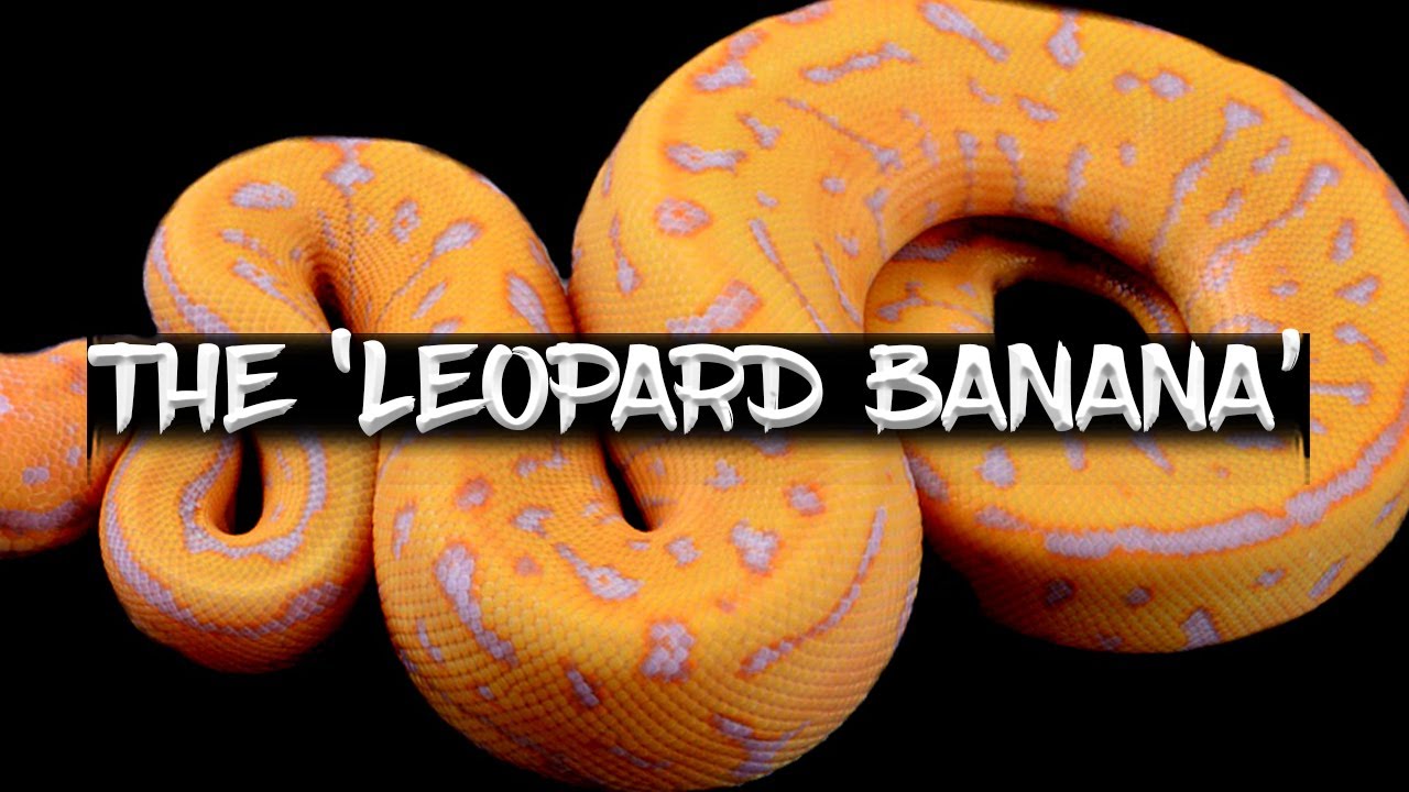The Amazing 'Leopard Banana' Ball Python!