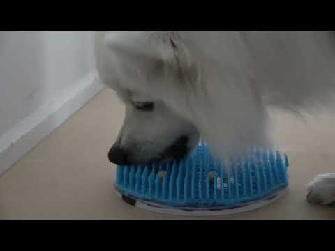 Cutting Edge Pet Solutions. Holdings PTY LTD. Brian Borg Founder, Director, Inventor. Presentation