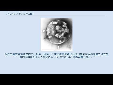 Pyrolobus Fumarii Common Name