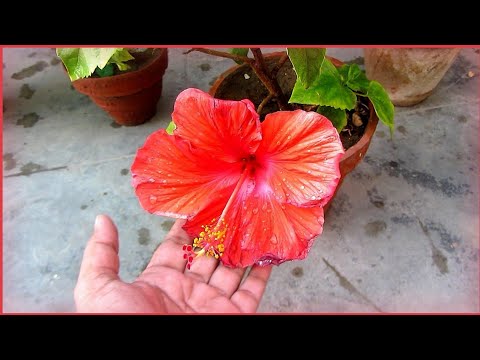 Easy Steps To Get Giant Hibiscus Flowers | Hindi/Urdu