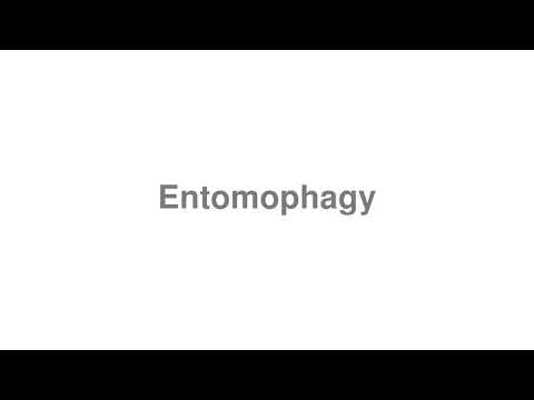 How to Pronounce "Entomophagy"