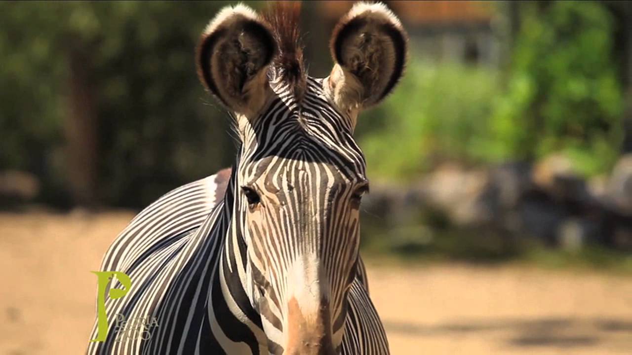 Come explore Africa at Peoria Zoo