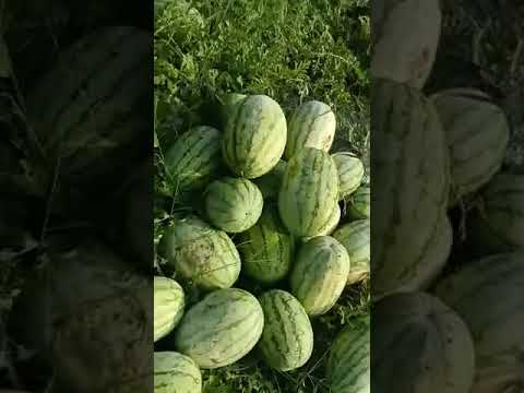 Watermelon - Wholesale Price & Mandi Rate for Watermelon