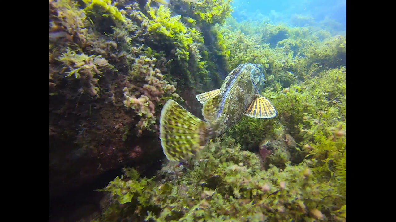 Sculpin