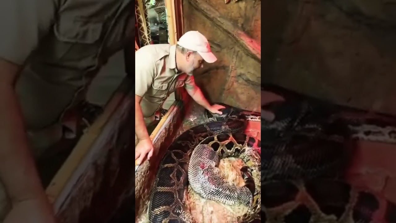 Helping Giant Burmese python shed🐍#shorts