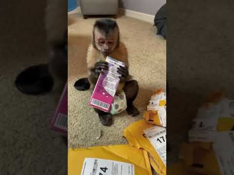 Gifts for Monkey