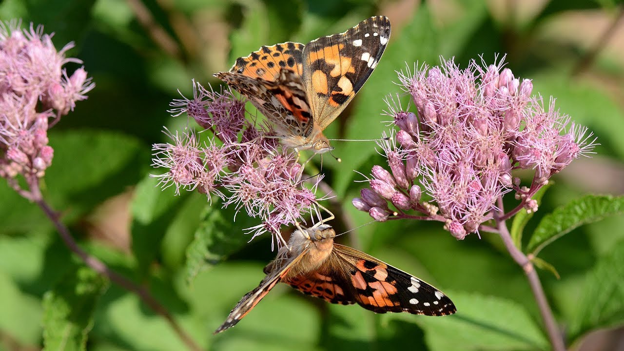 Painted Lady Butterfly - NDGNF