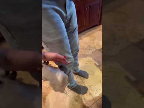 🤣 #cockatoo #parrot #cute #funnyvideo #shorts