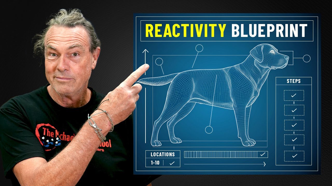 I Asked The Best Dog Trainer I Know How To Train a Reactive Dog - His Answer Blew My Mind.