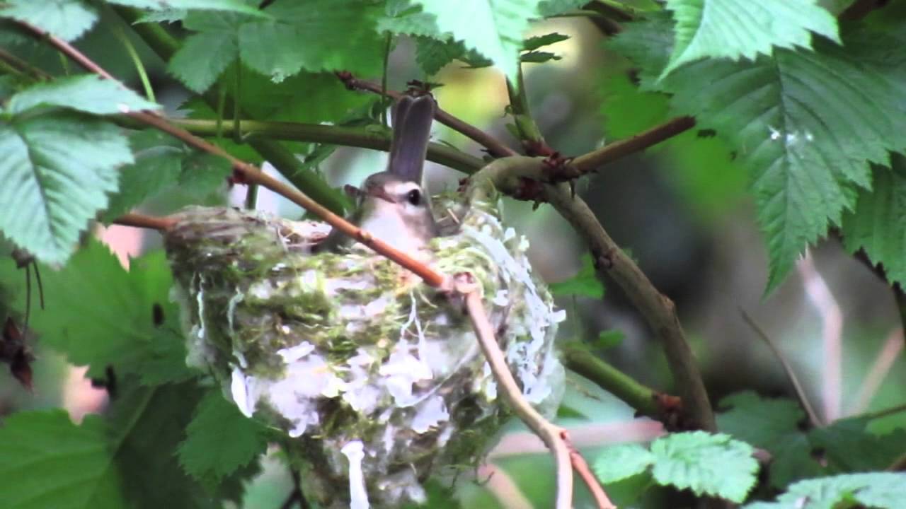 Warbling Vireo