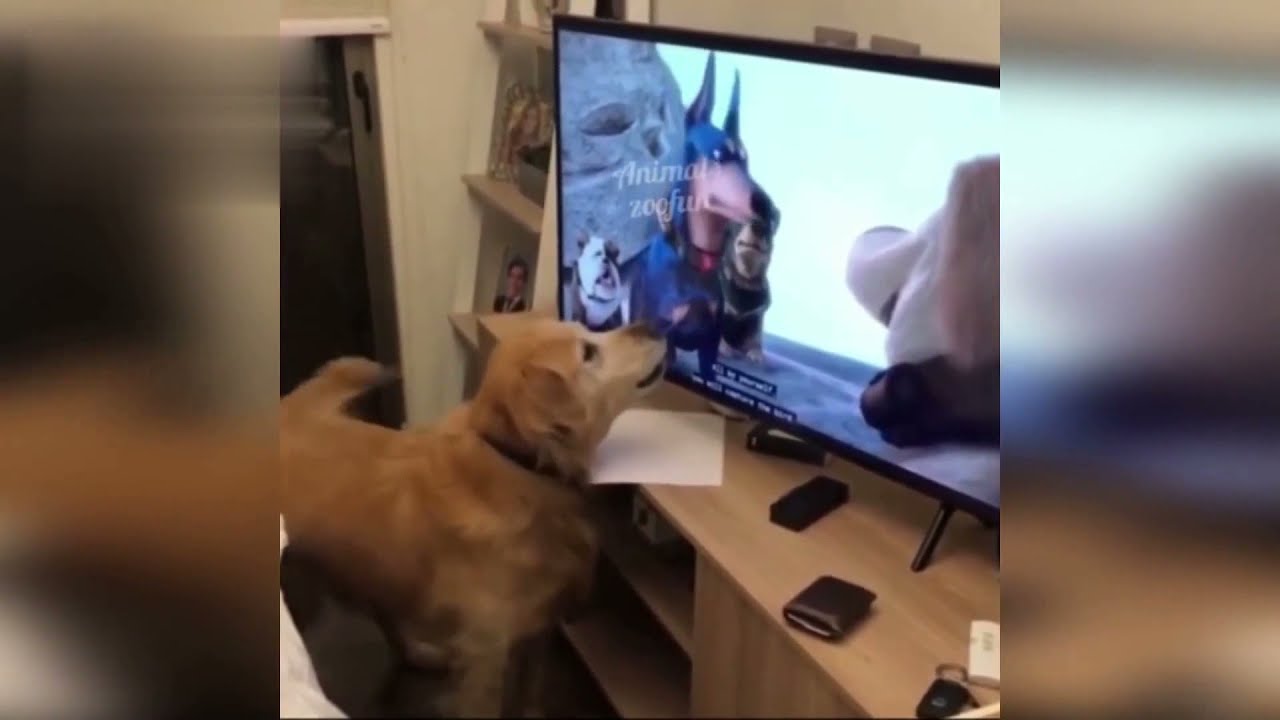 Funny ANIMAL JOKES Funny Animals Dogs Funny Cats Funny Cat Jokes Funny Animals