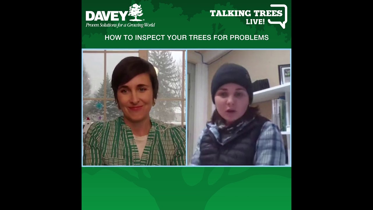 Tree Inspection Tips: Identifying Tree Problems & Things to Look For