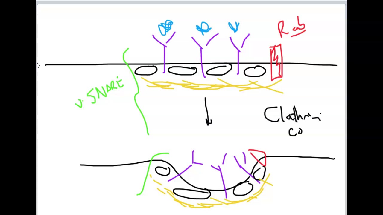 Clathrin-Coated Vesicle Formation, Docking and Fusion