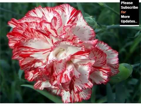 Red And White Carnation Flower | Picture Set Cute Natural Carnation Flowers