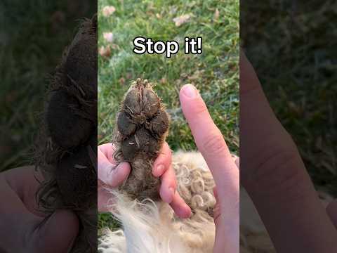 Stop cleaning your dog's paws like this????