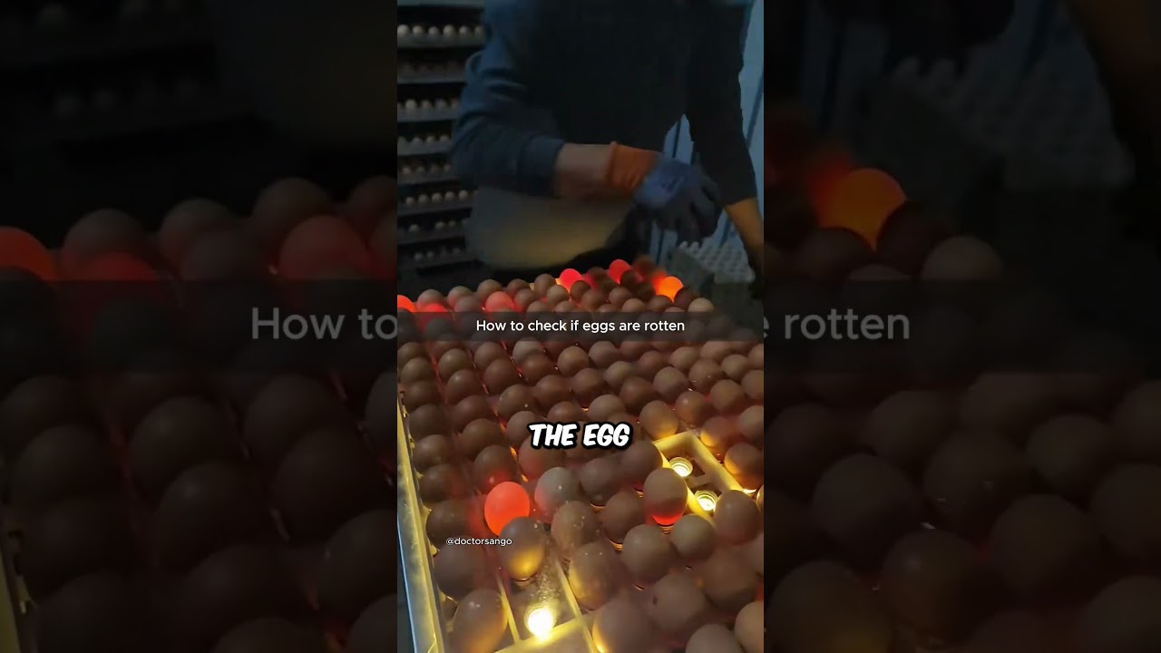 The Genius Light Method to Detect Rotten Eggs in Factories