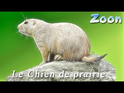 Le Chien de prairie - Prairie dogs