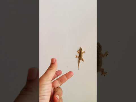 fun with lizard 🦎 #shorts #lizard #chipkali #youtubeshorts
