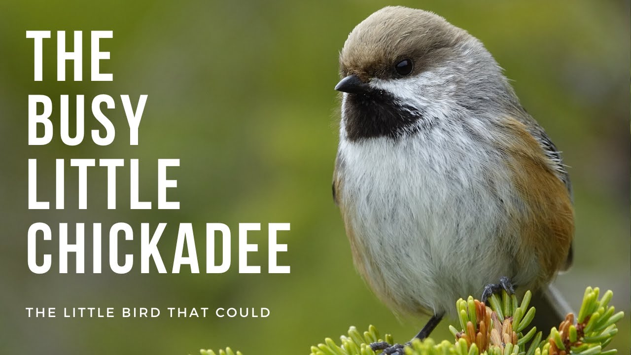 Busy Chickadees | The Little Bird That Could