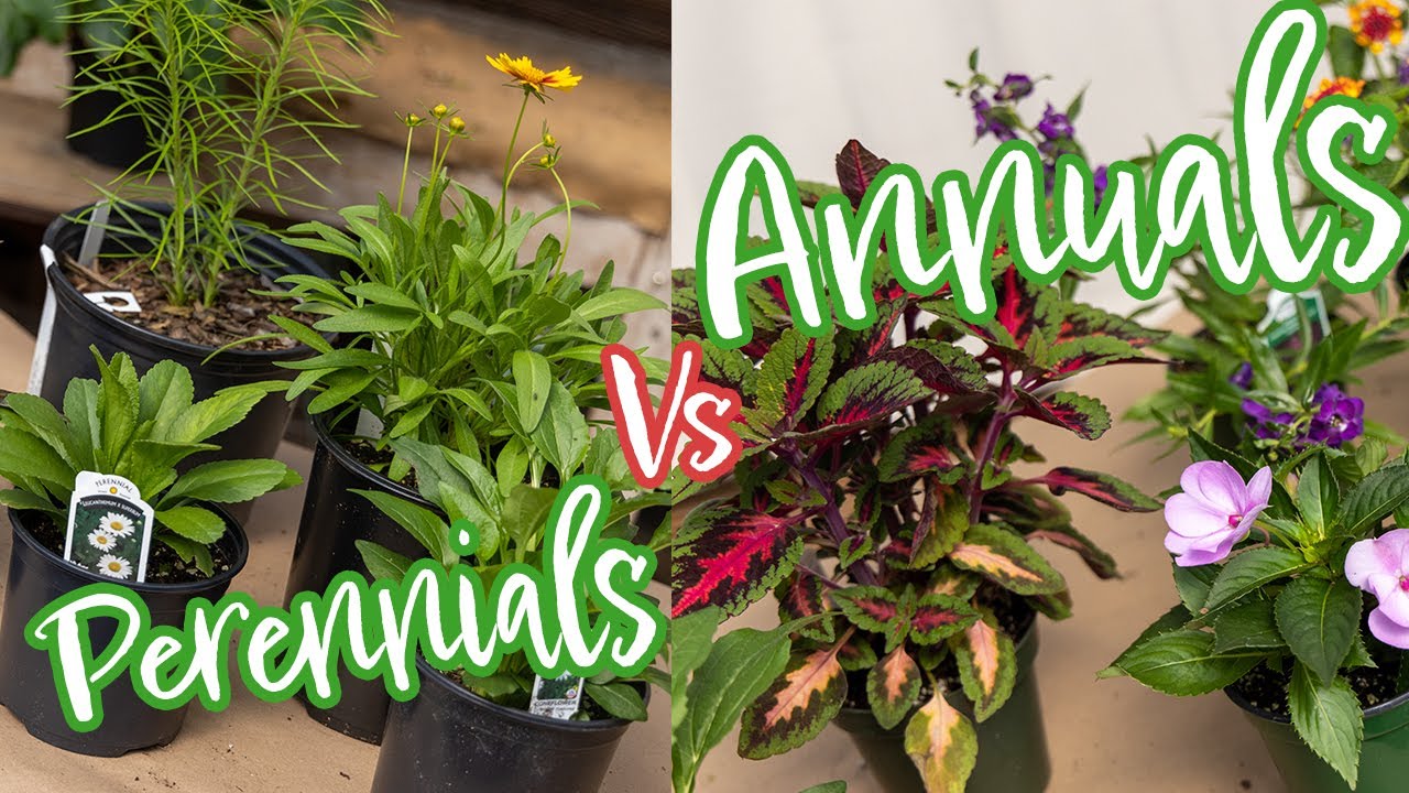 Showdown! Annuals vs Perennials