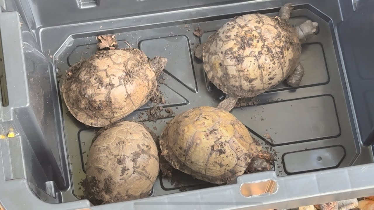 Box Turtle Hibernation Time!