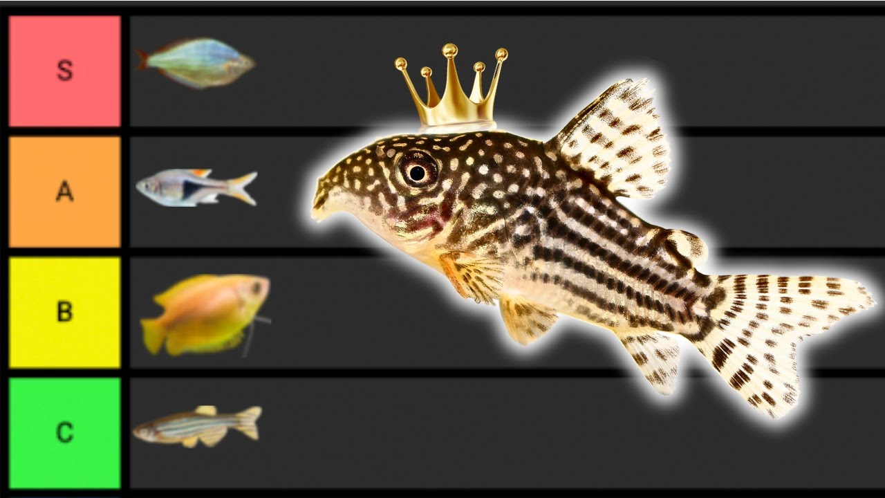 Community Fish Ranked: The Good, The Tricky, and The Avoid