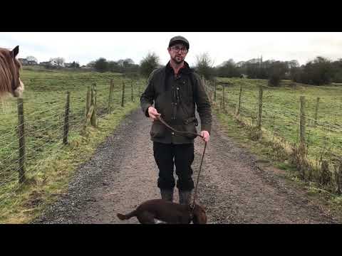 Hints & tips for loose lead leash walking and heeling