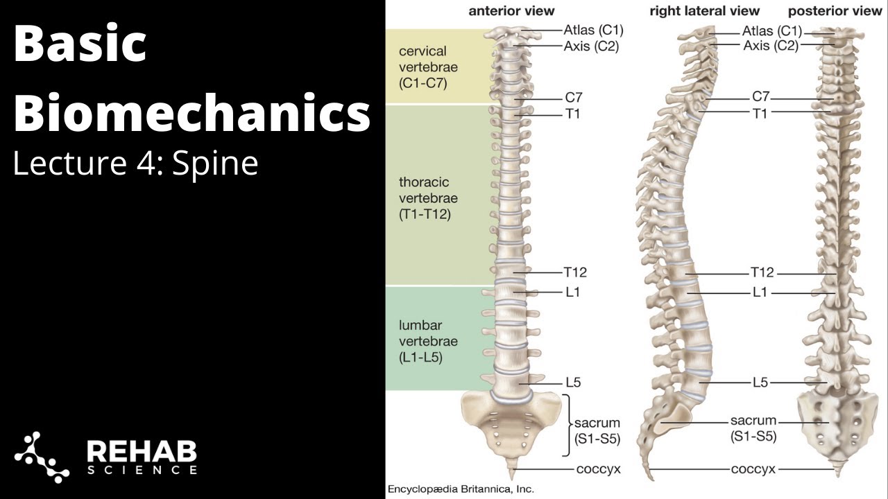 Understanding the Spine: A Comprehensive Overview of Biomechanics ...