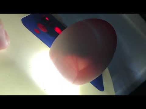 Eggs in incubator, day 13