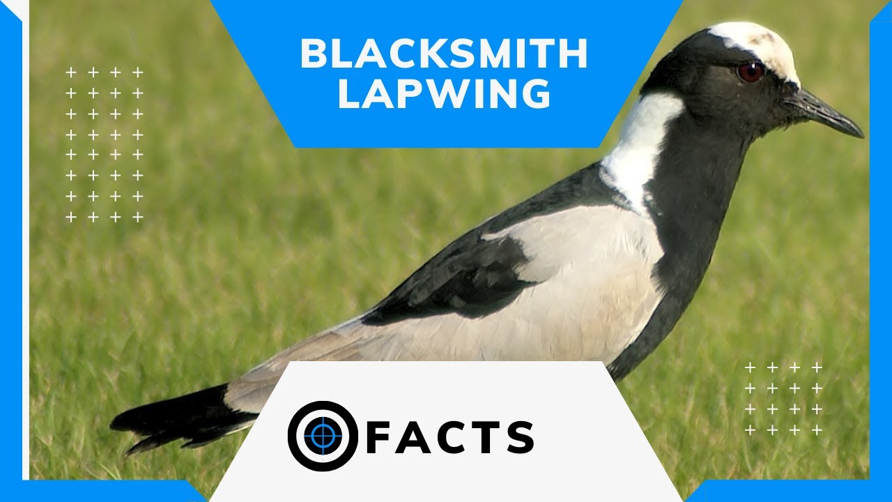 Blacksmith Lapwing facts 🦅 Blacksmith Plover 🐦 S. African favorites 💕